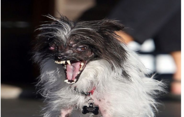 Top 10 con chó xấu nhất Thế Giới hiện nay 2023 - Naototnhat.com